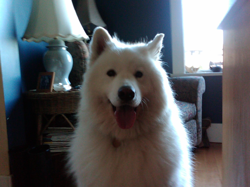 National Samoyed Rescue
