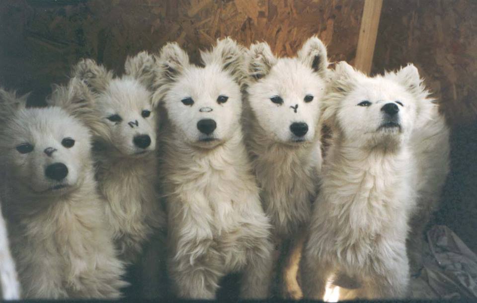 National Samoyed Rescue